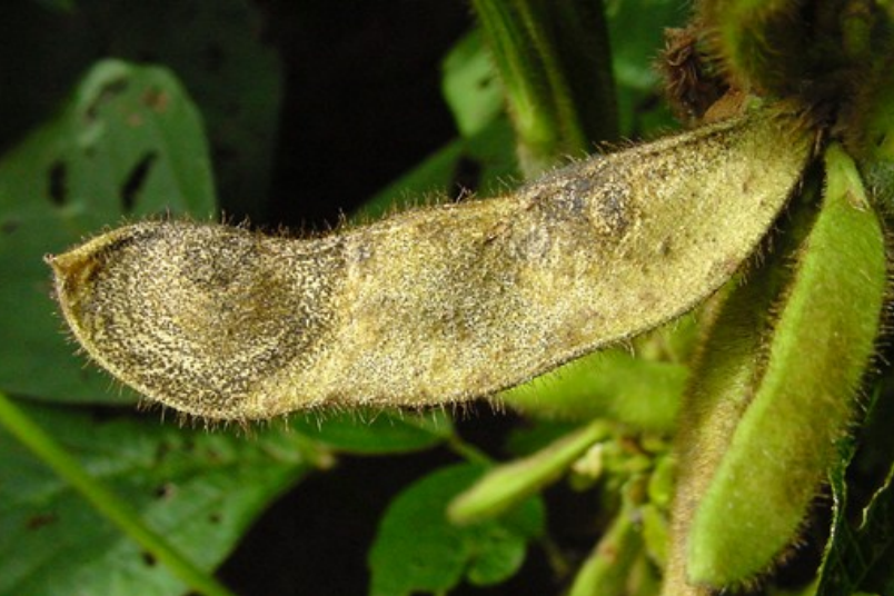 Corteva obtém registro do fungicida Vessarya® para controle de antracnose da soja - Destaque Rural